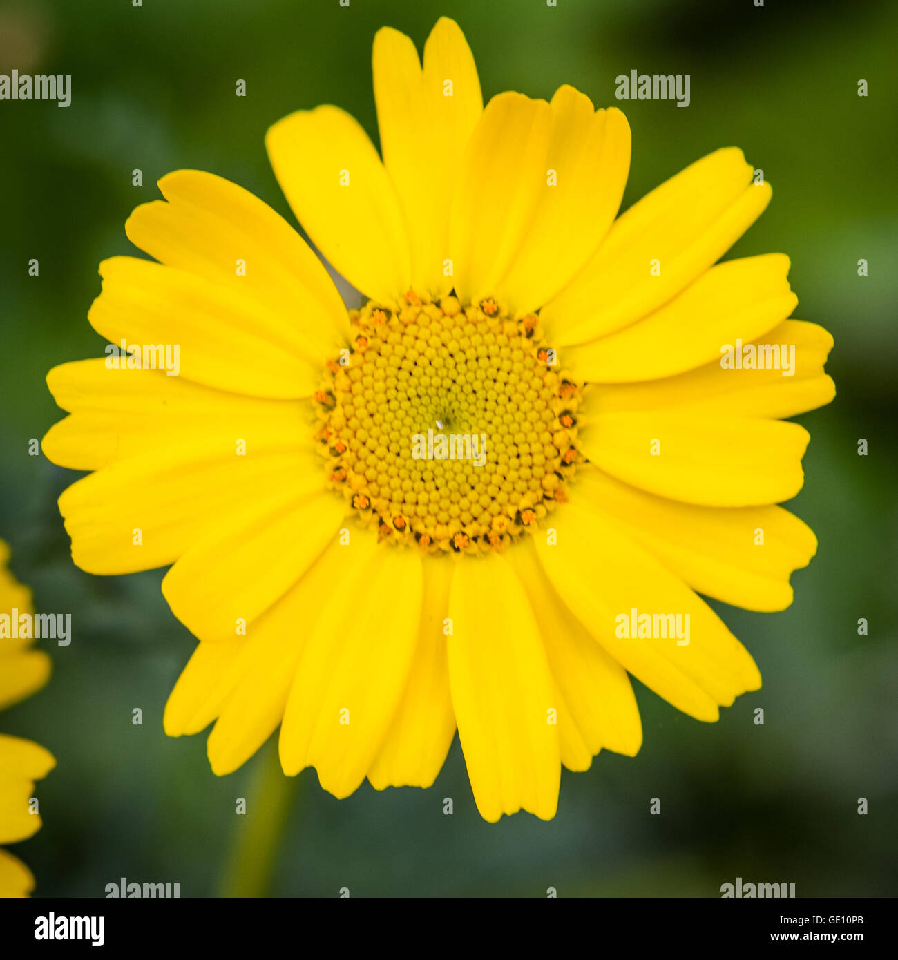 Daisy corolla hi-res stock photography and images - Alamy