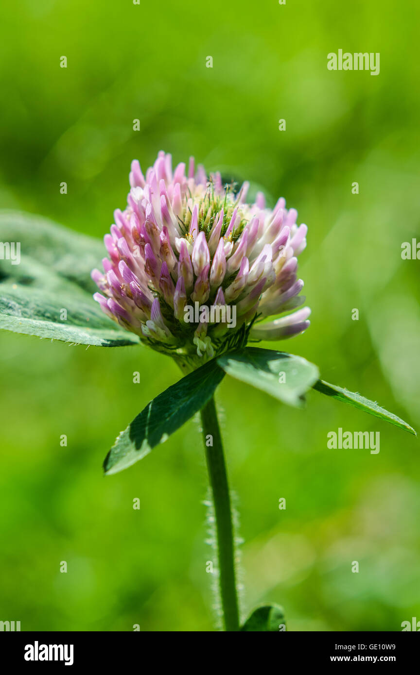 pink clover flower close up Stock Photo - Alamy