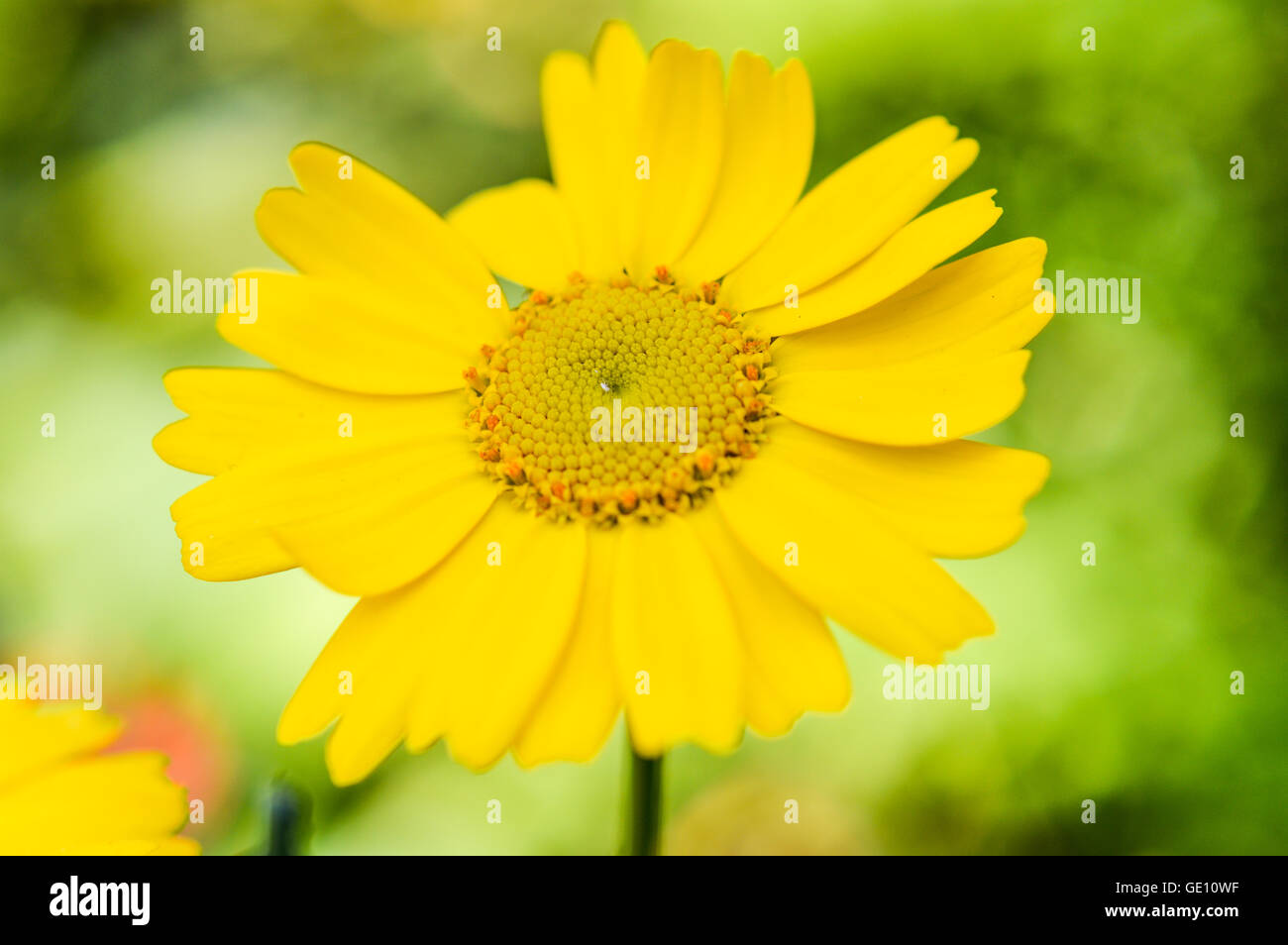 all yellow daisy flower close up Stock Photo - Alamy