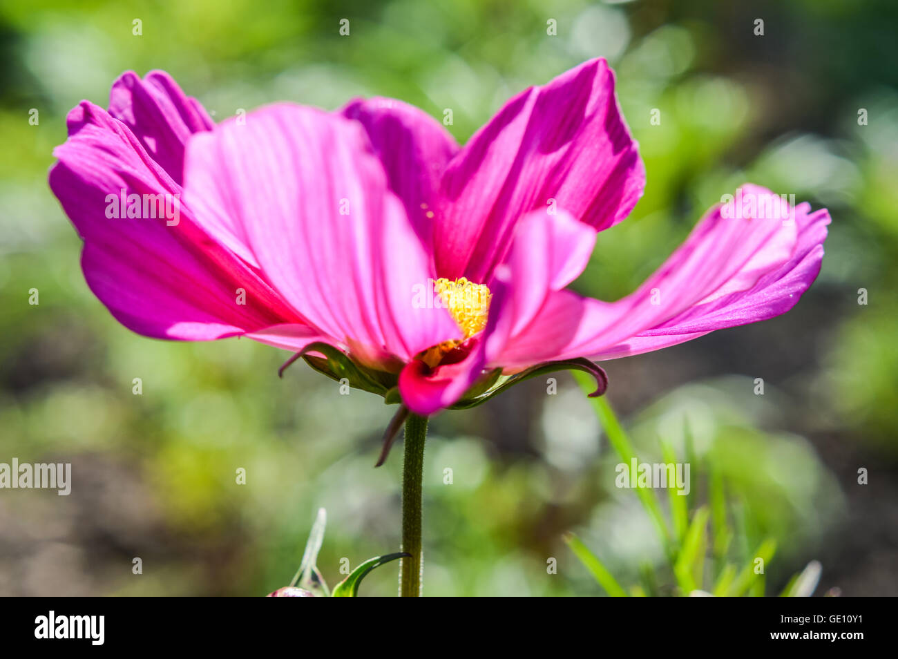 Pink cosmos image up close hi-res stock photography and images - Alamy
