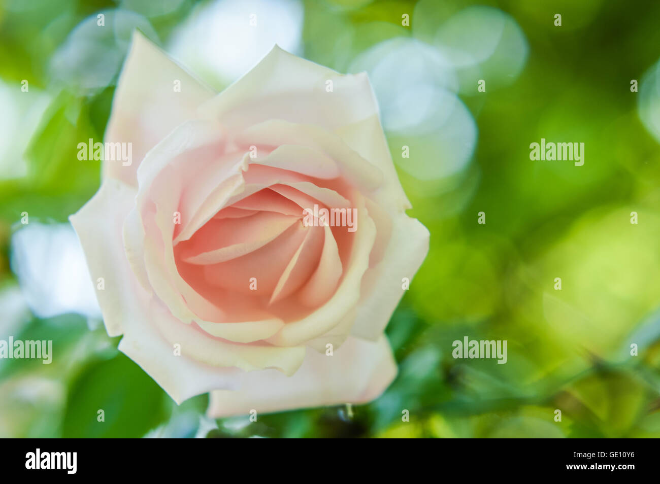 amazing soft pink rose close up Stock Photo - Alamy