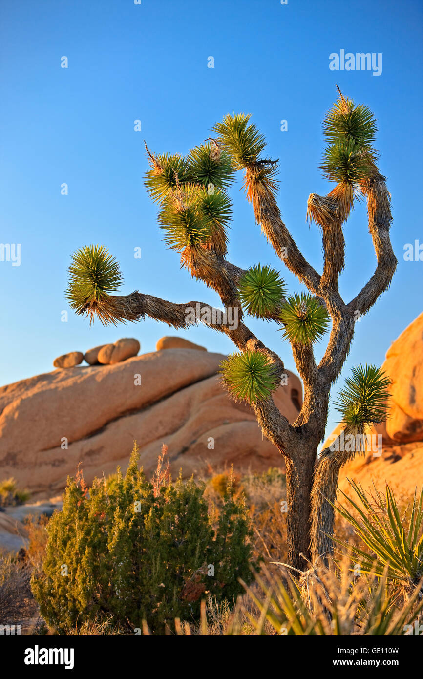 geography / travel, USA, California, Joshua Tree, Joshua Tree National ...