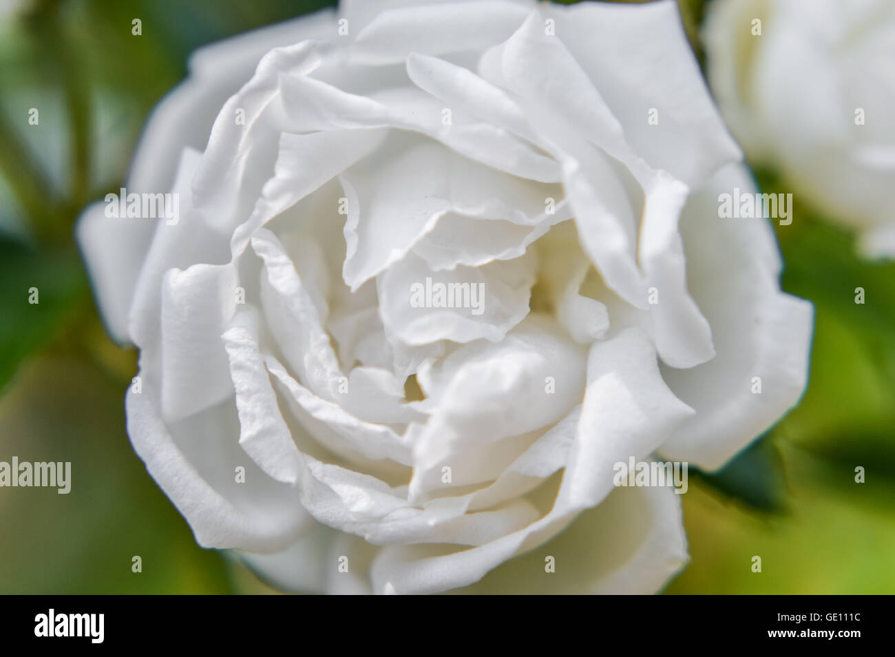 white rose flower close up Stock Photo - Alamy