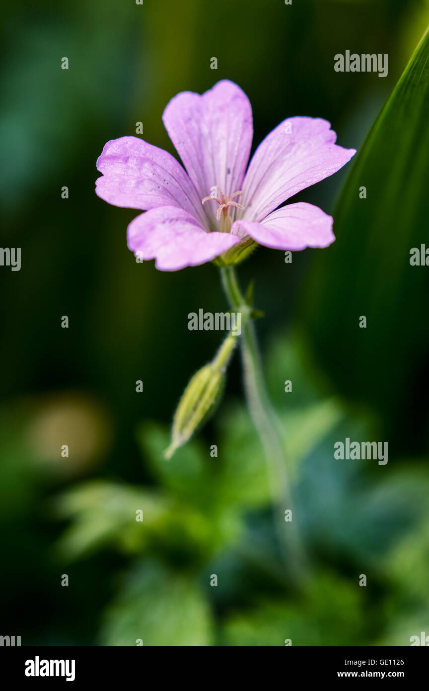 beautiful pink purple wild geranium flowerhead Stock Photo - Alamy