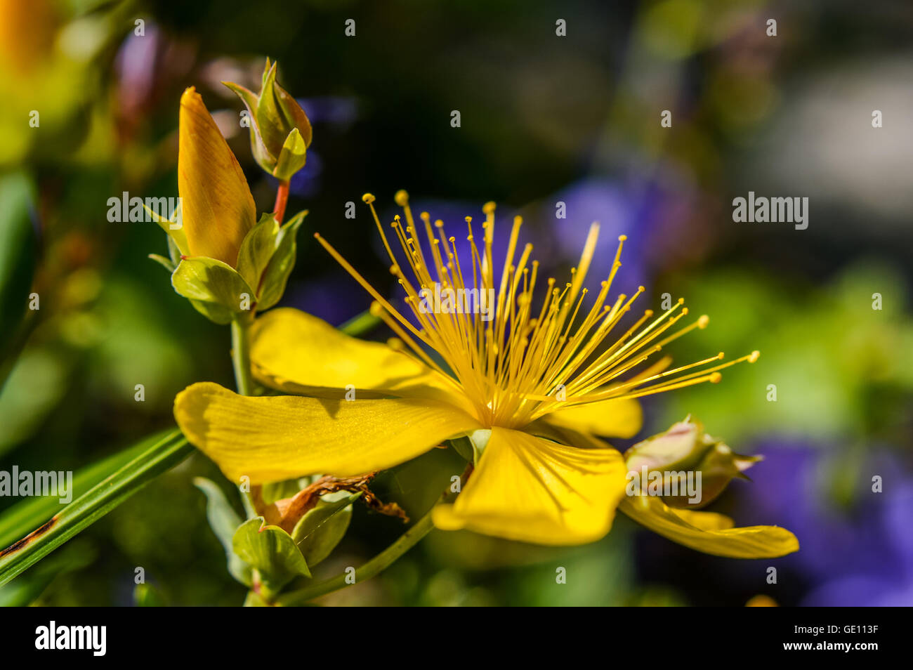 Yellow hypericum flower with buds close up Stock Photo - Alamy