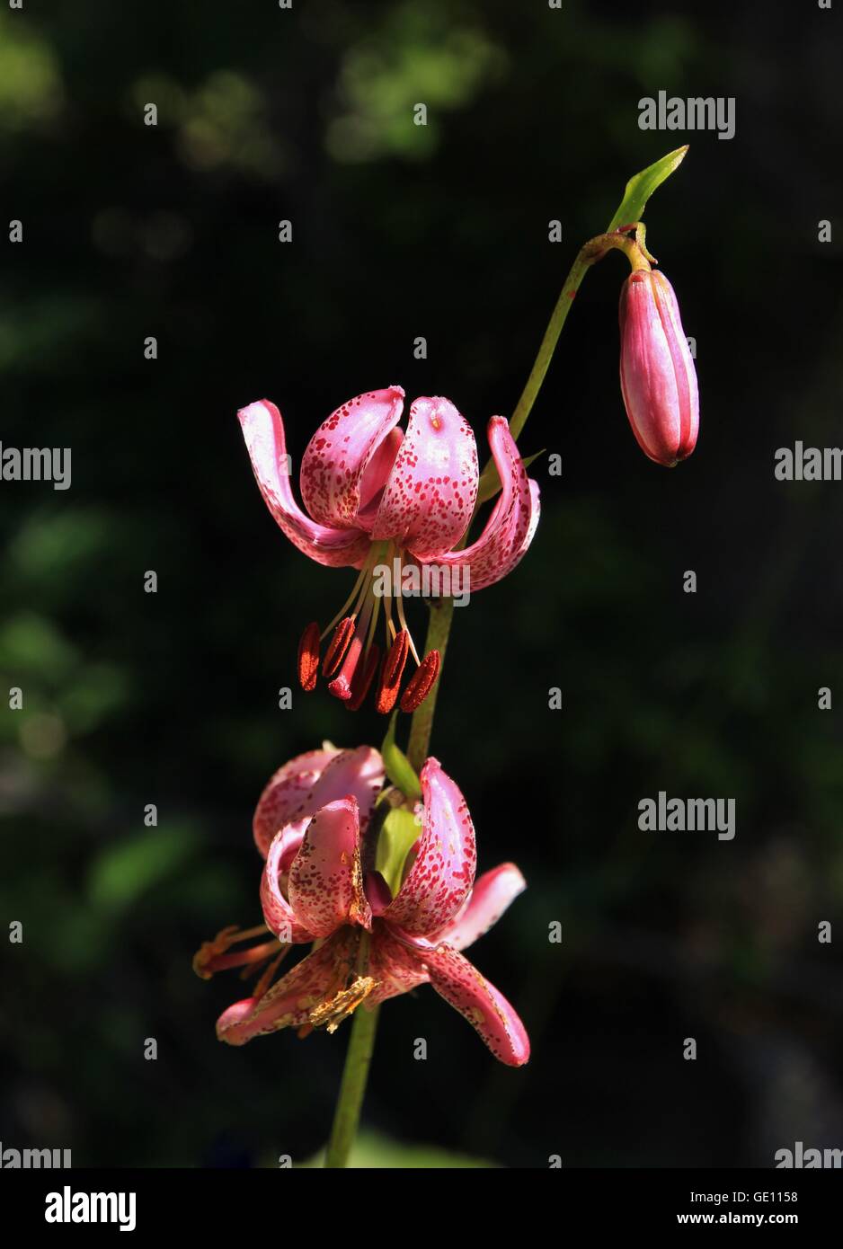 Rare wildflower photographed on a mountain meadow in Oberseetal, Glarus ...