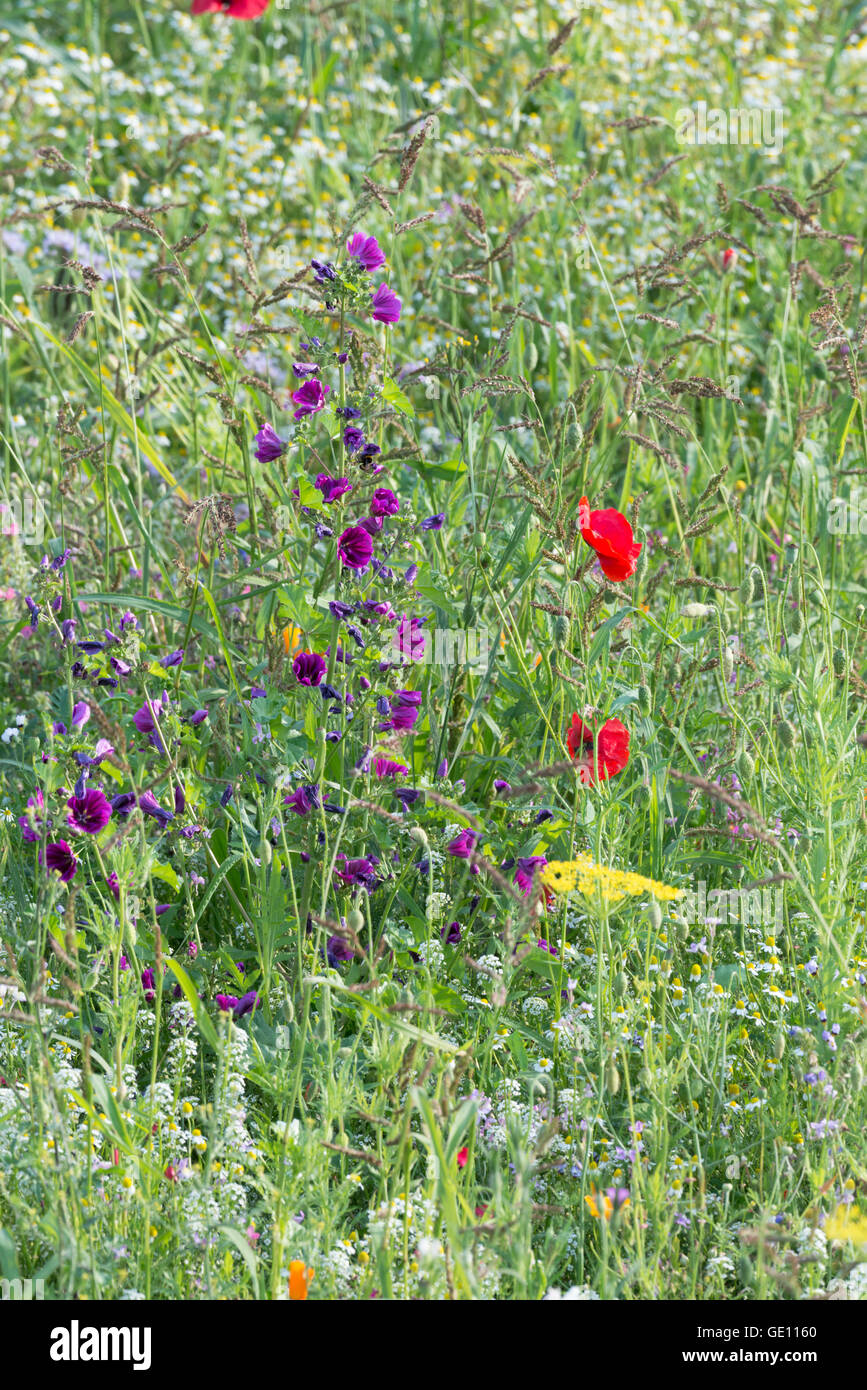 Belgium botanical gardens hi-res stock photography and images - Alamy
