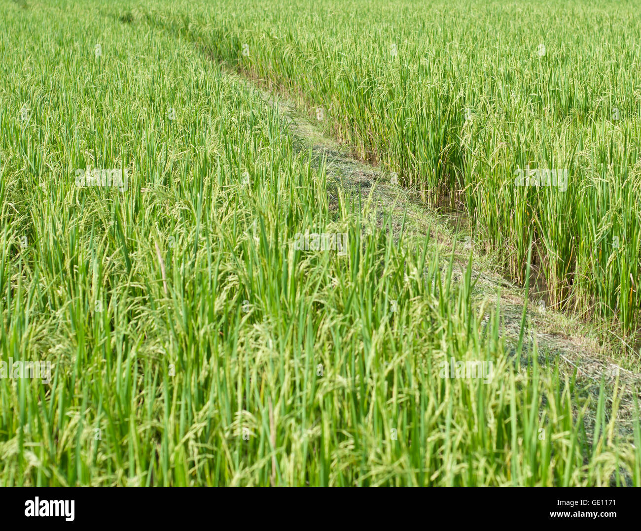 rice in a paddy field Stock Photo - Alamy