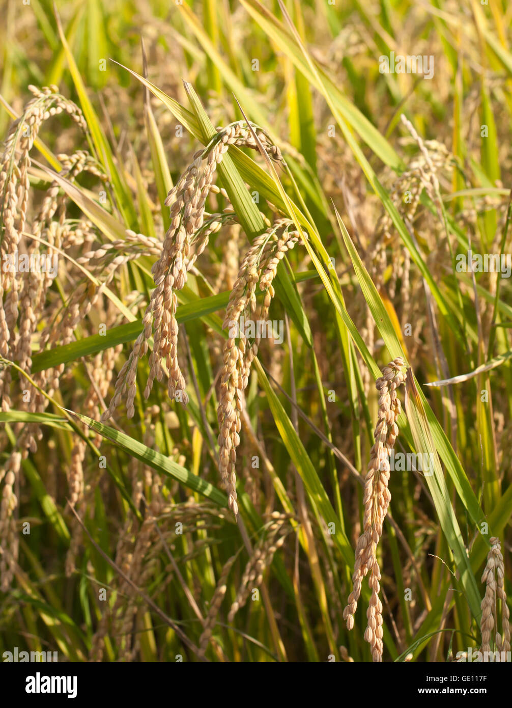 Close up of paddy rice Stock Photo - Alamy
