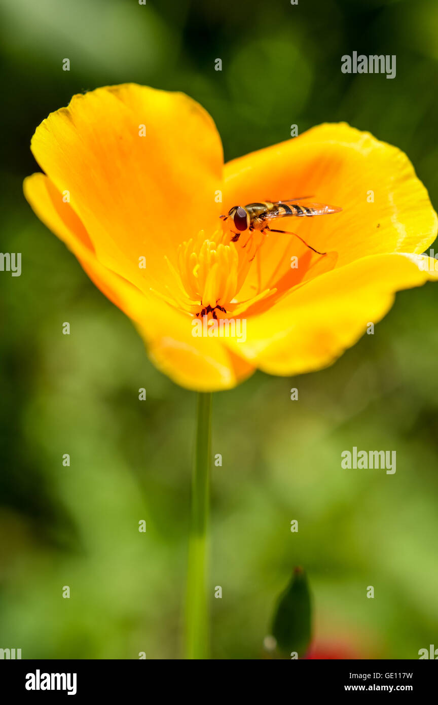California poppy bee hi-res stock photography and images - Alamy