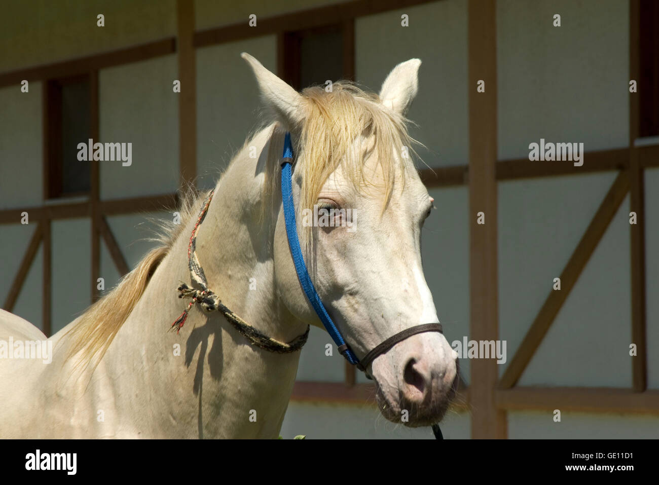 Akhal-Teke horses in a stud farm, Ashgabat, Turkmenistan Stock Photo ...