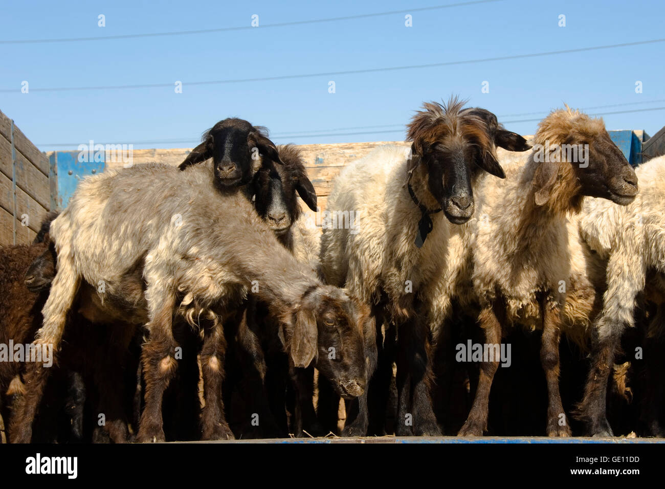 Tolkuchka bazaar, selling sheeps and goats, Ashgabat, Turkmenistan ...