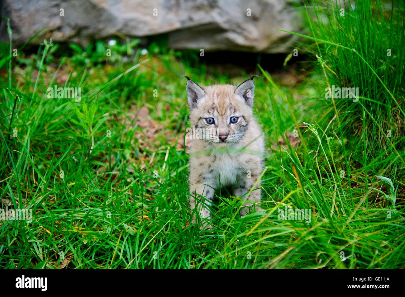 zoology / animals, mammal / mammalian, lynx, Eurasian lynx (Lynx lynx ...