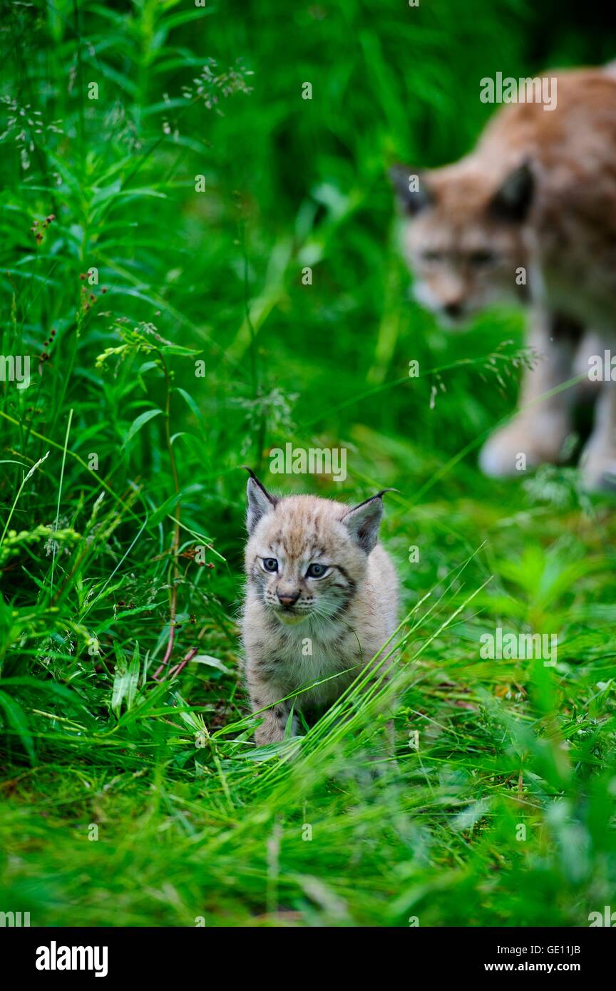 zoology / animals, mammal / mammalian, lynx, Eurasian lynx (Lynx lynx ...