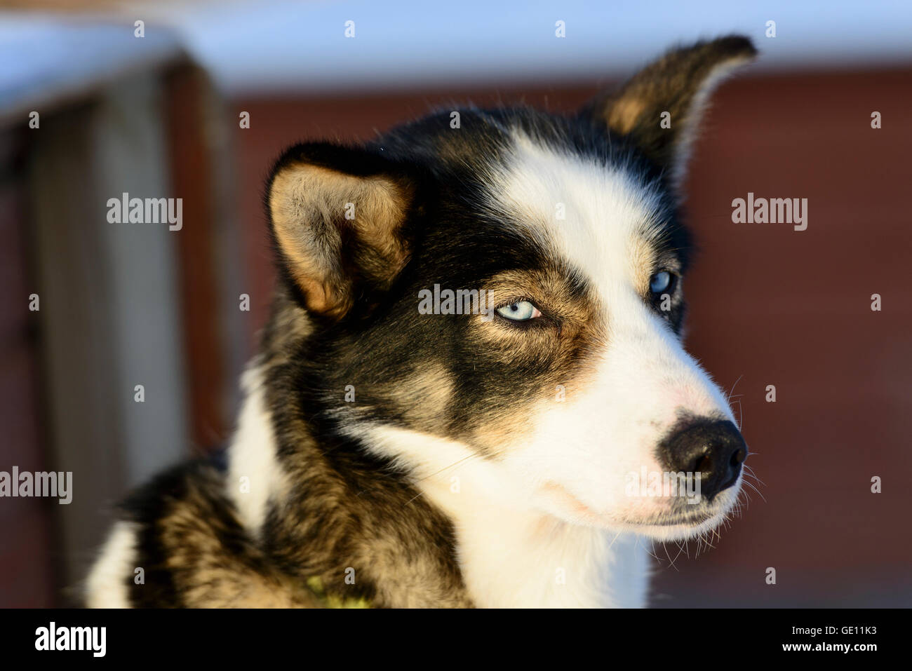 zoology / animals, mammal / mammalian, dogs, (Canis lupus familiaris ...