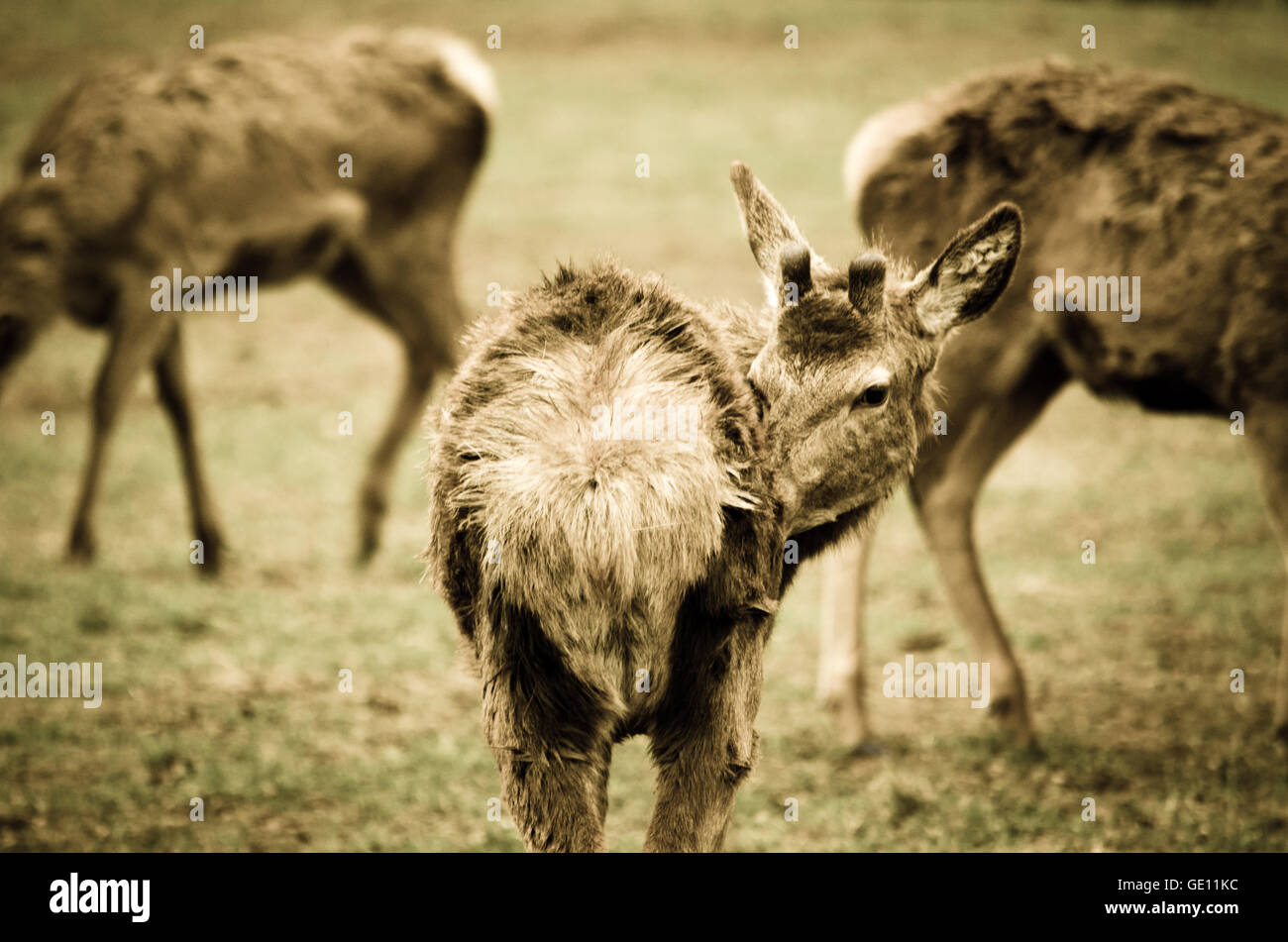 Fluffy deer hi-res stock photography and images - Alamy