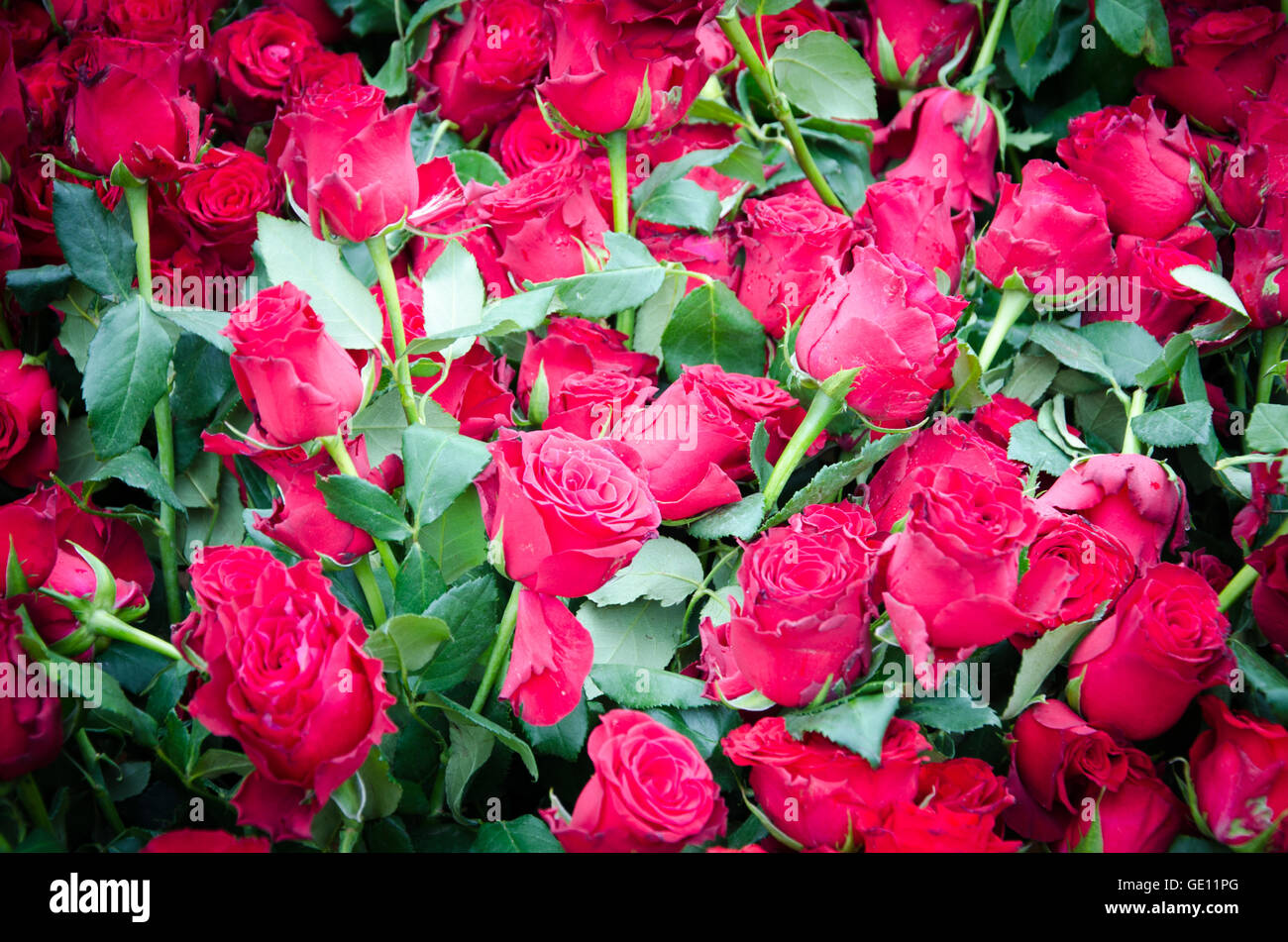 Photo of red roses hi-res stock photography and images - Alamy