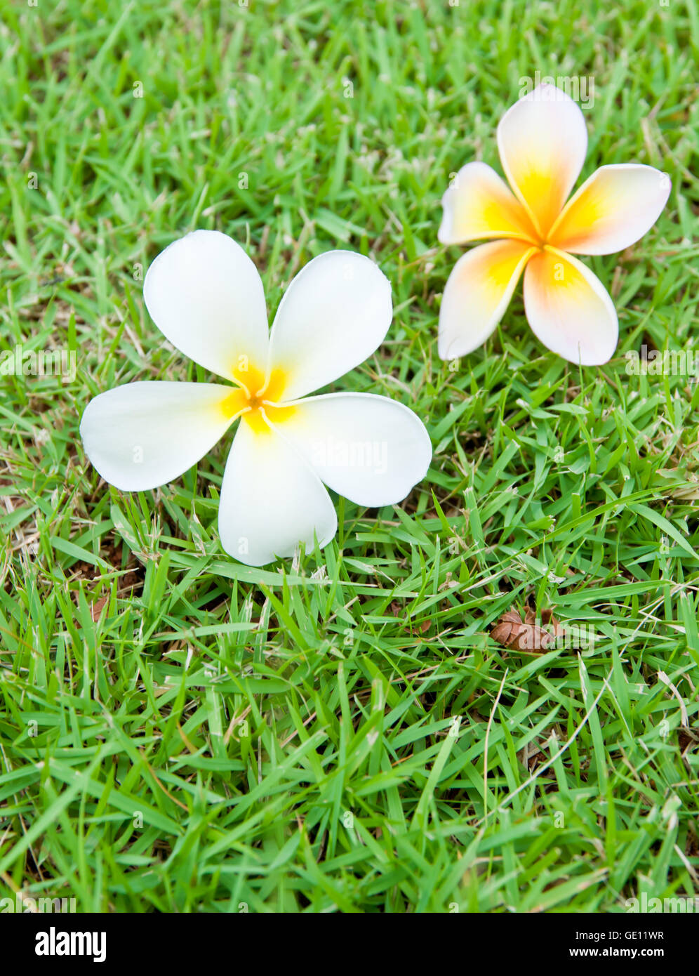 Frangipani tropical flowers hi-res stock photography and images - Alamy