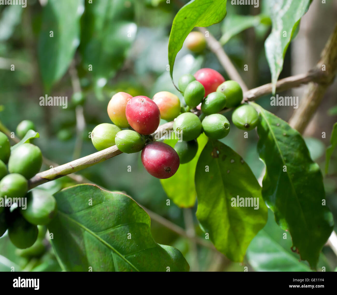 coffee beans on coffee tree Stock Photo - Alamy