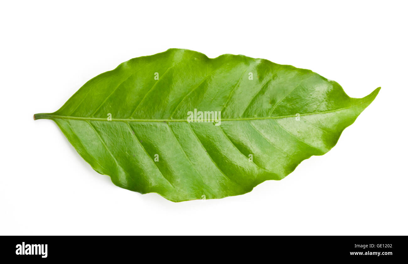 coffee leaf on white background Stock Photo - Alamy