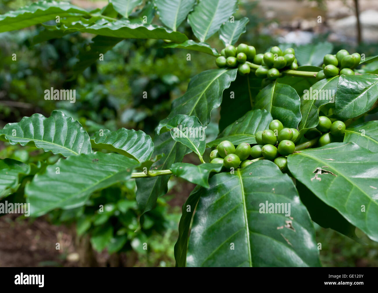 coffee beans on coffee tree Stock Photo - Alamy