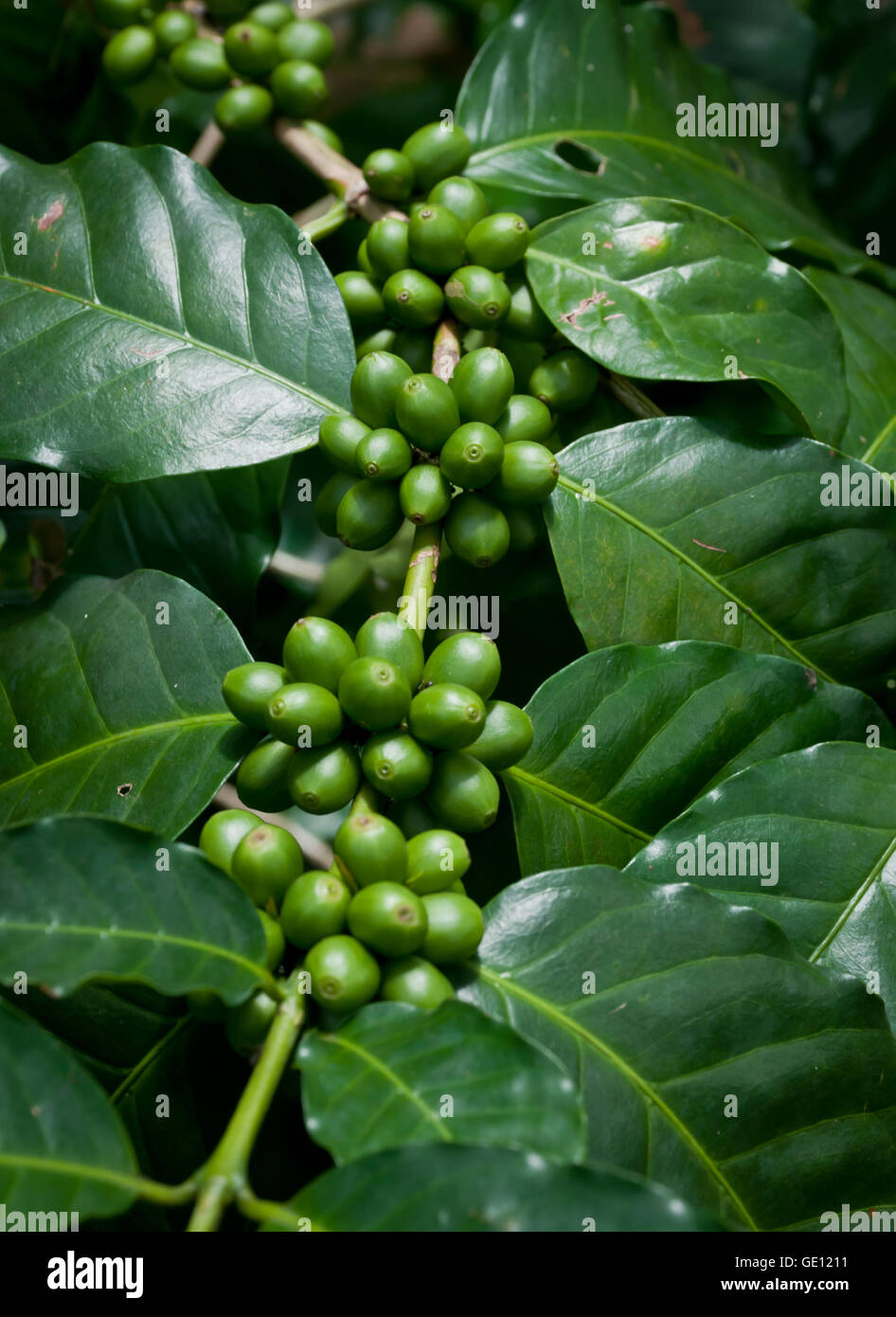 coffee beans on coffee tree Stock Photo - Alamy