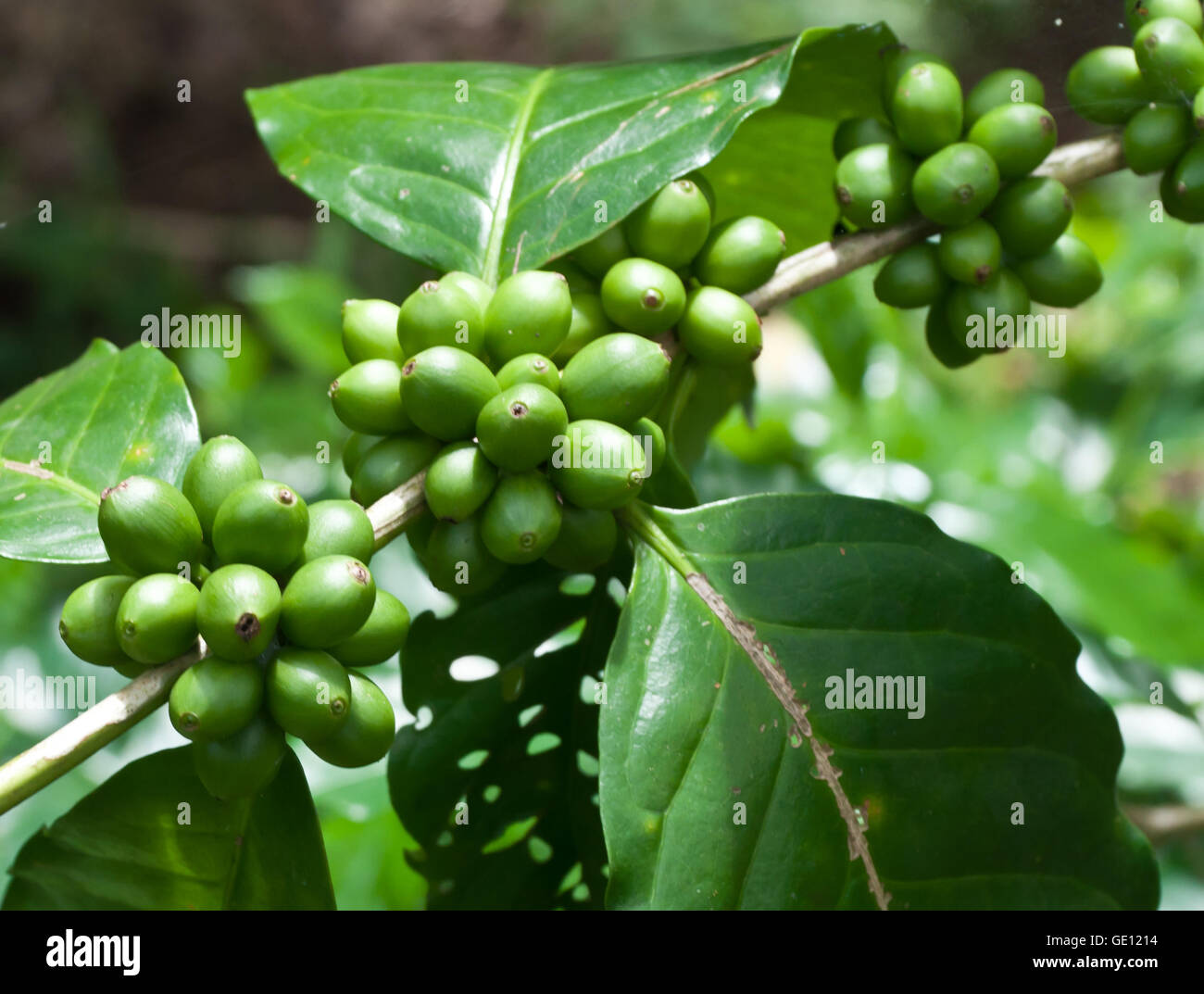 coffee beans on coffee tree Stock Photo - Alamy
