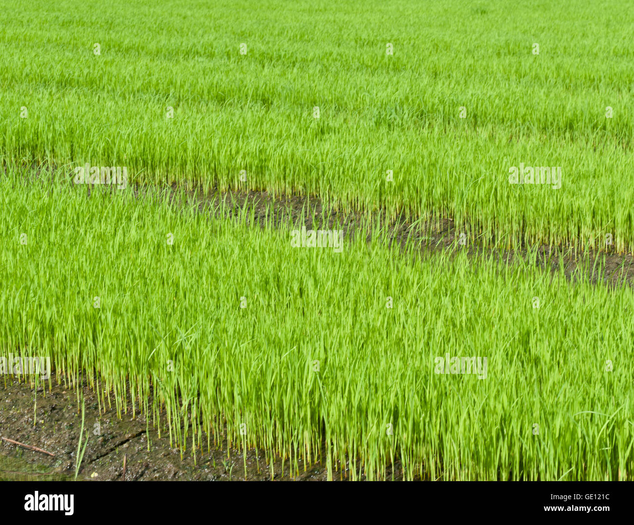 Young rice cultivate in rice field Stock Photo - Alamy