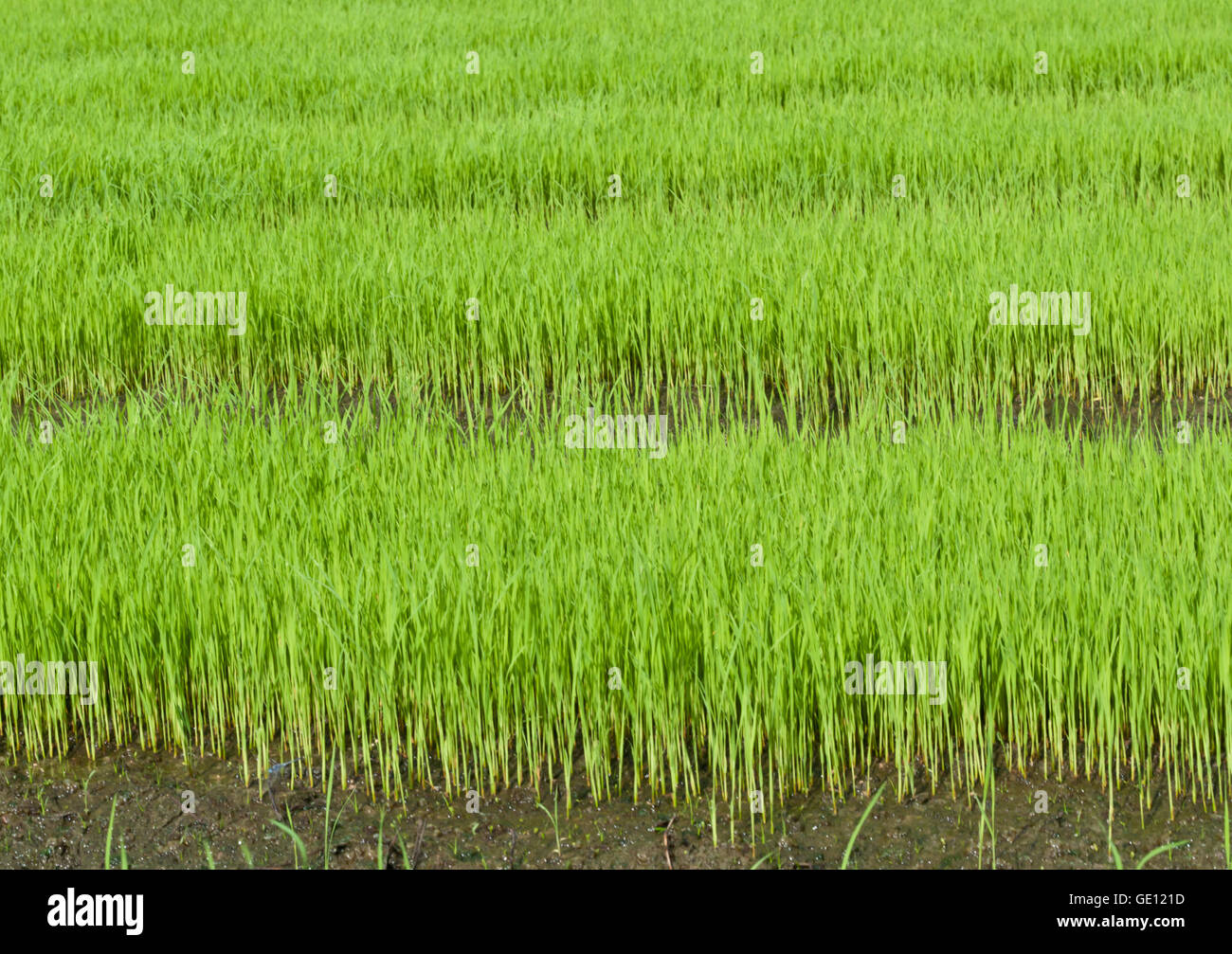 Young rice cultivate in rice field Stock Photo - Alamy