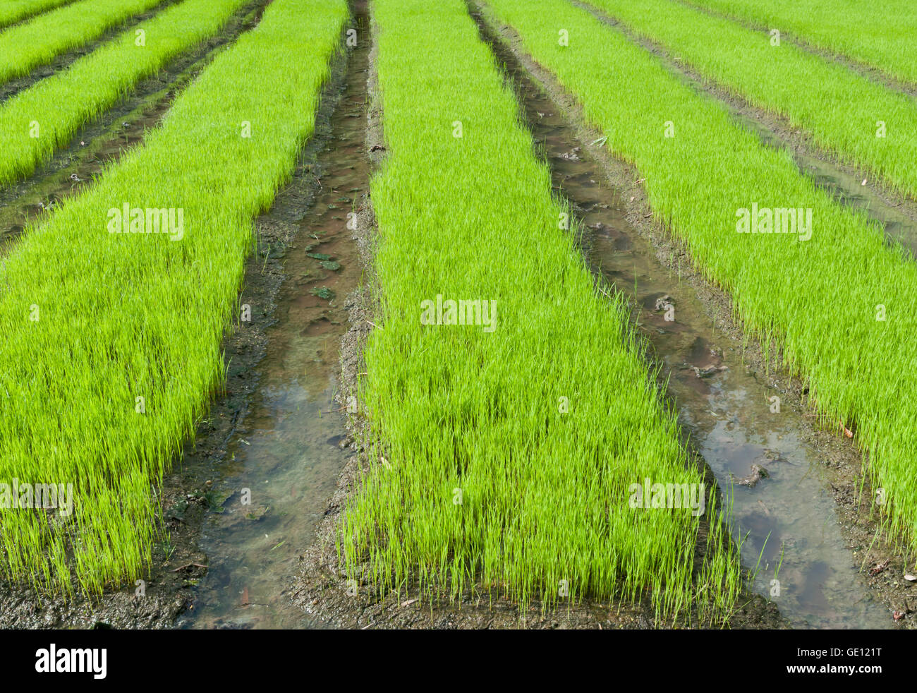 Young rice cultivate in rice field Stock Photo - Alamy