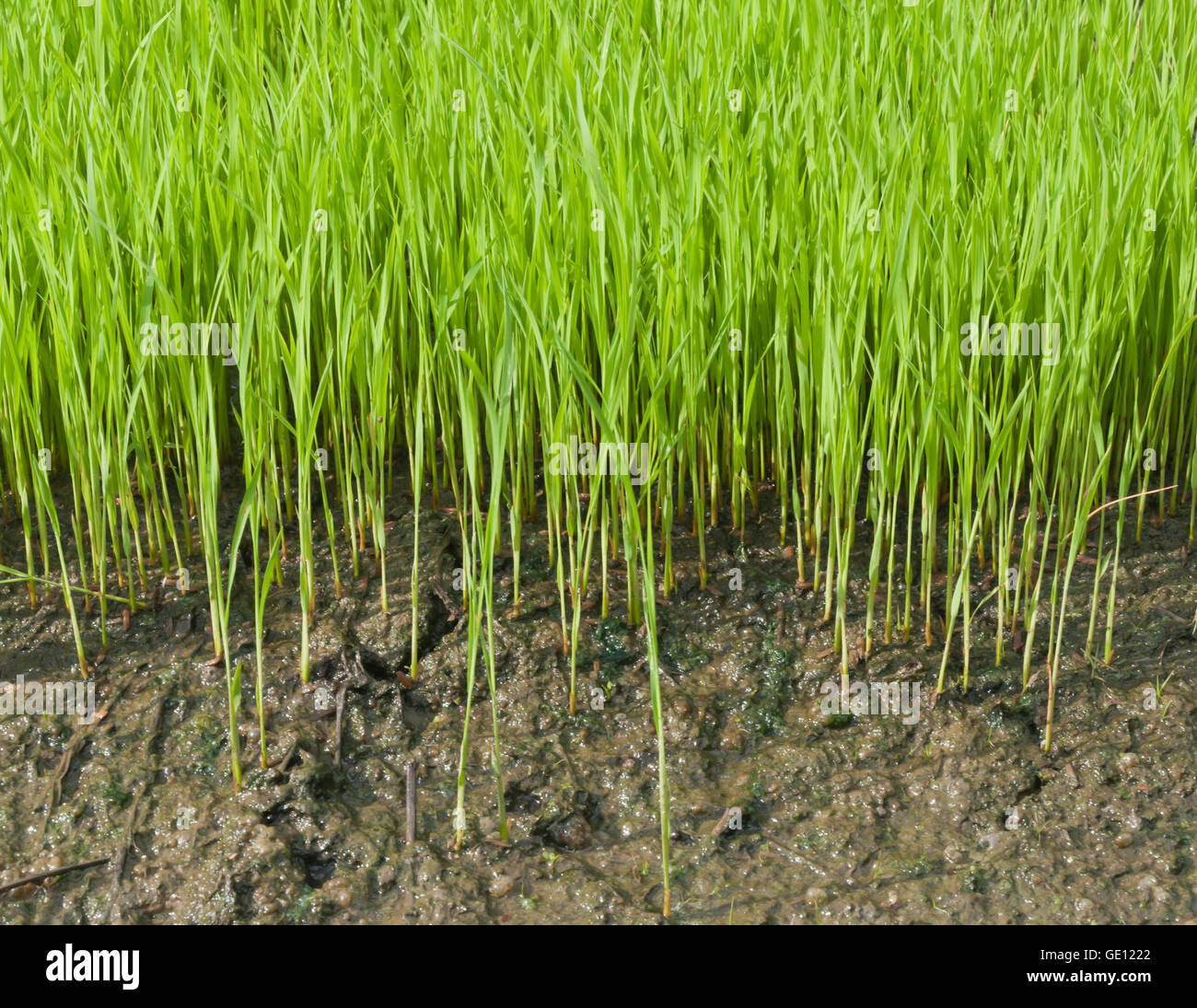 Young rice seedling hi-res stock photography and images - Alamy