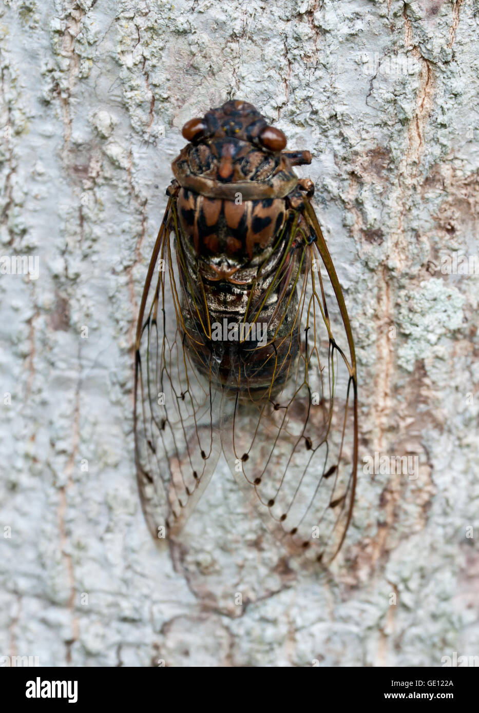 cicada insect on the tree Stock Photo - Alamy