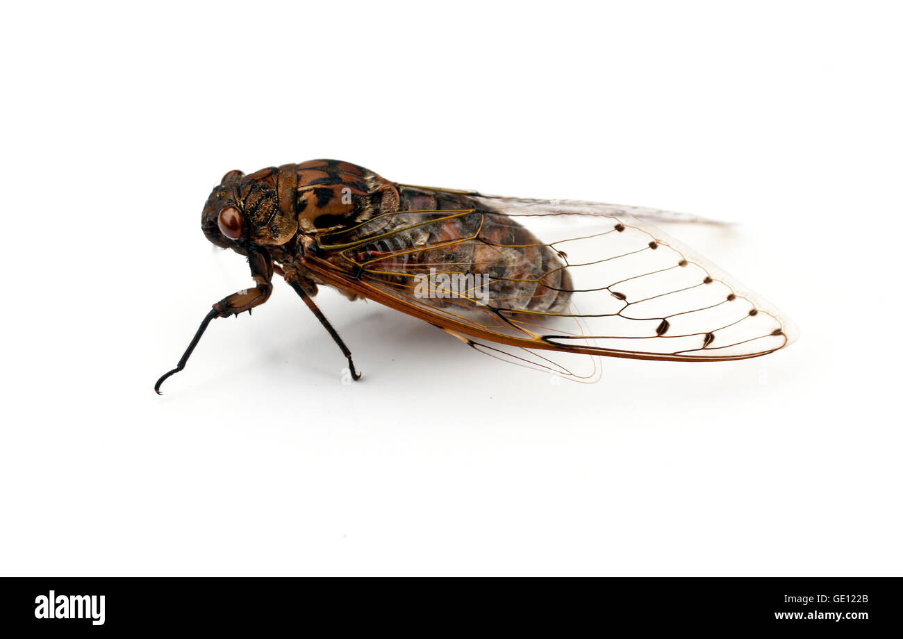 cicada insect isolated on white background Stock Photo - Alamy