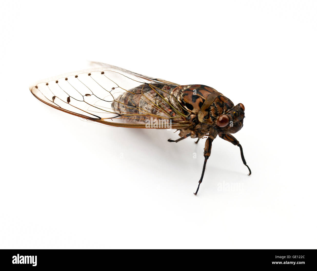 cicada insect isolated on white background Stock Photo - Alamy
