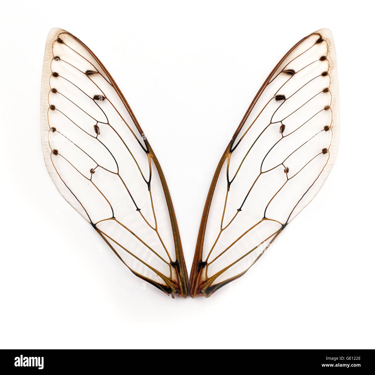 A pair of cicada insect wings Stock Photo - Alamy