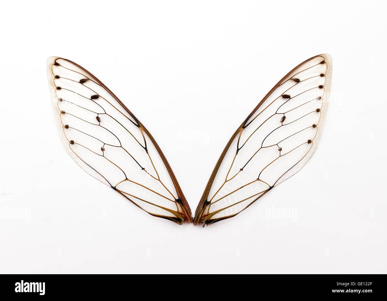 A pair of cicada insect wings Stock Photo - Alamy