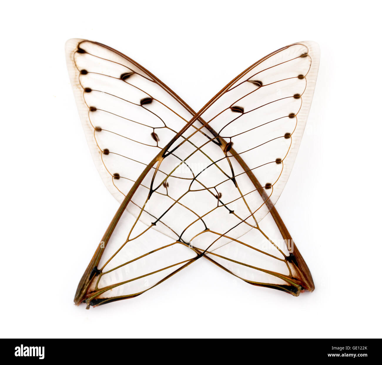 A pair of cicada insect wings Stock Photo - Alamy