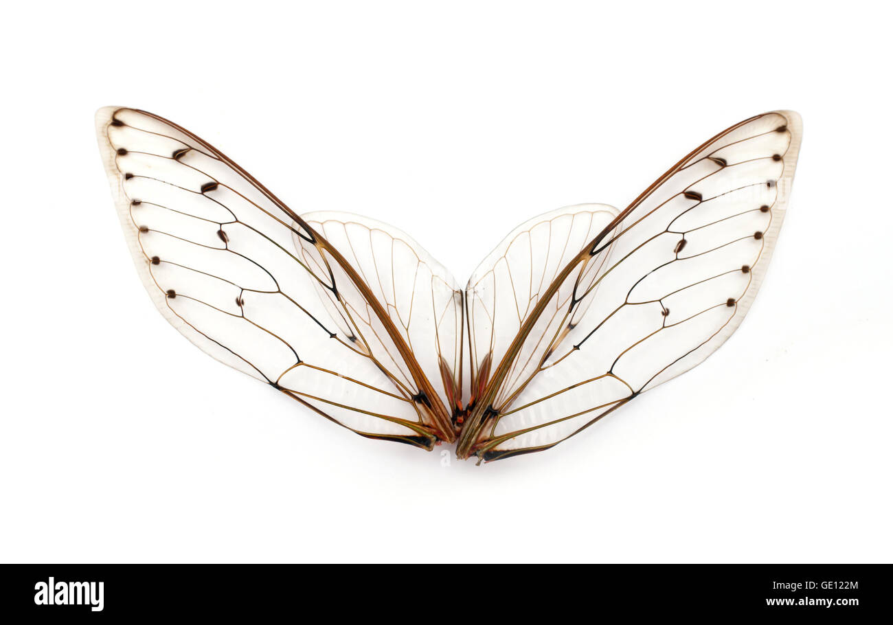 Cicada wings hi-res stock photography and images - Alamy