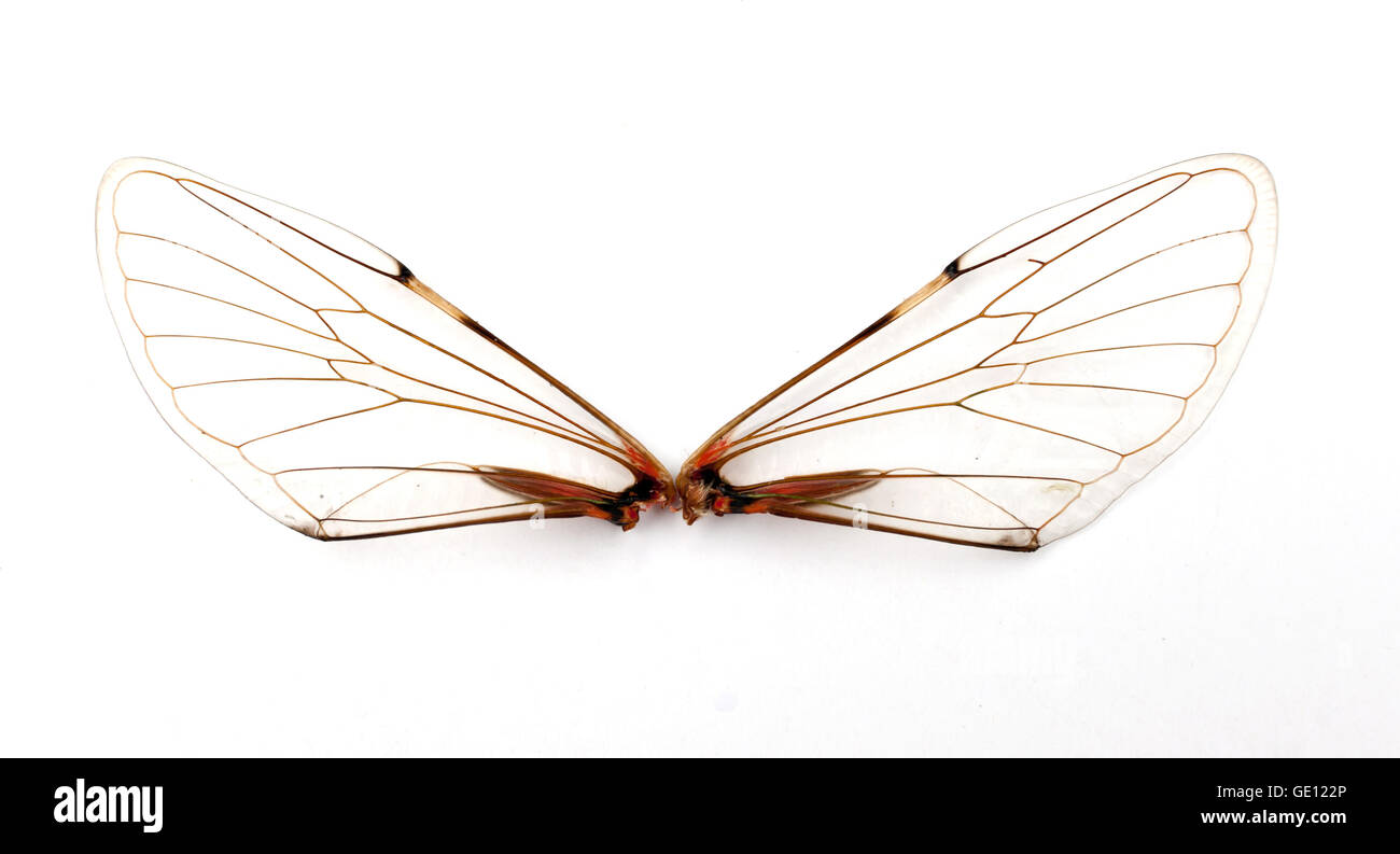 A pair of cicada insect wings Stock Photo - Alamy