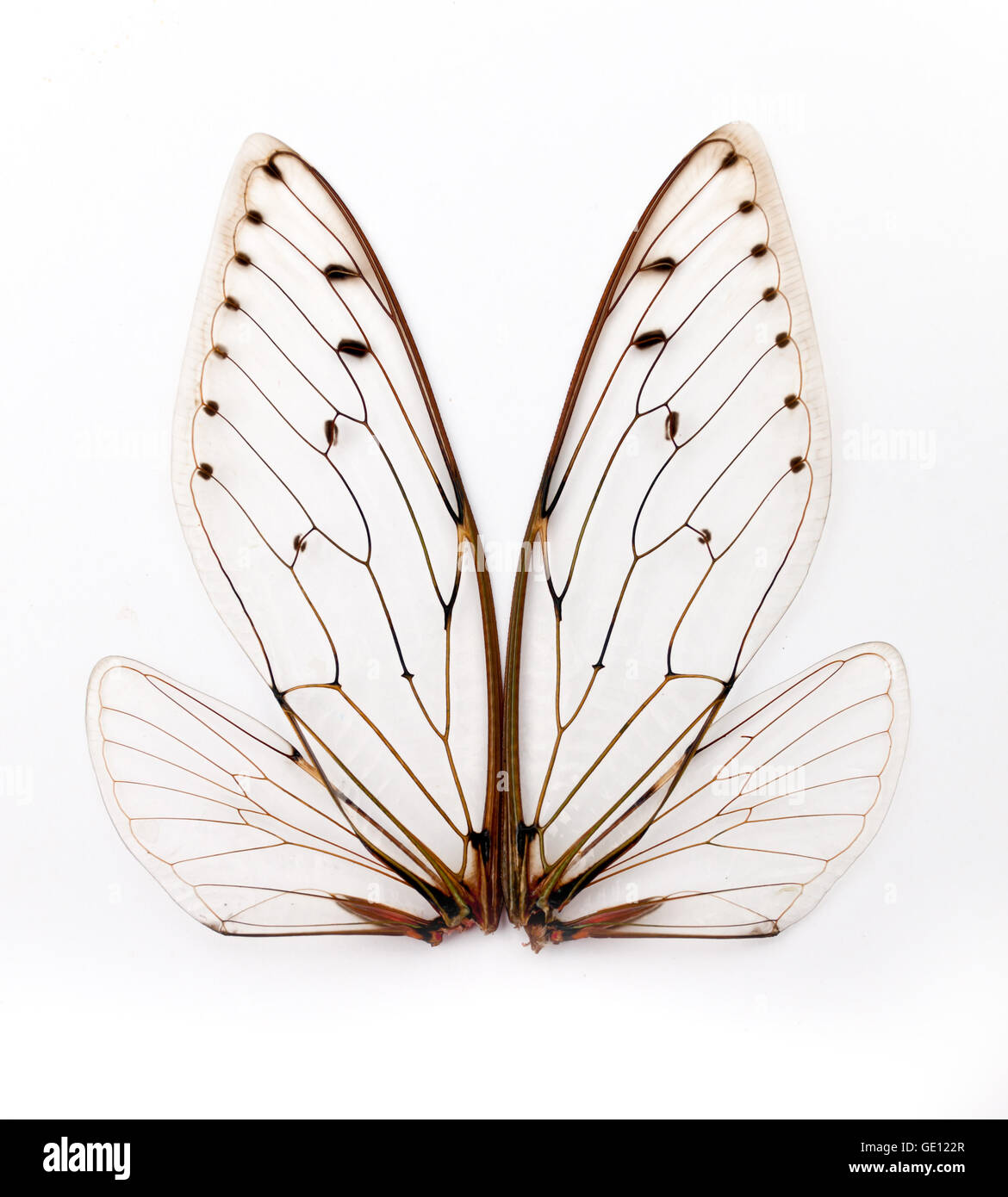 A pair of cicada insect wings Stock Photo - Alamy
