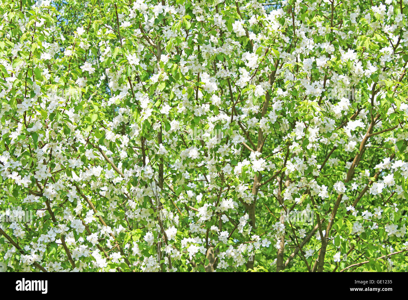 Wild pear-wood blossom tree Stock Photo - Alamy