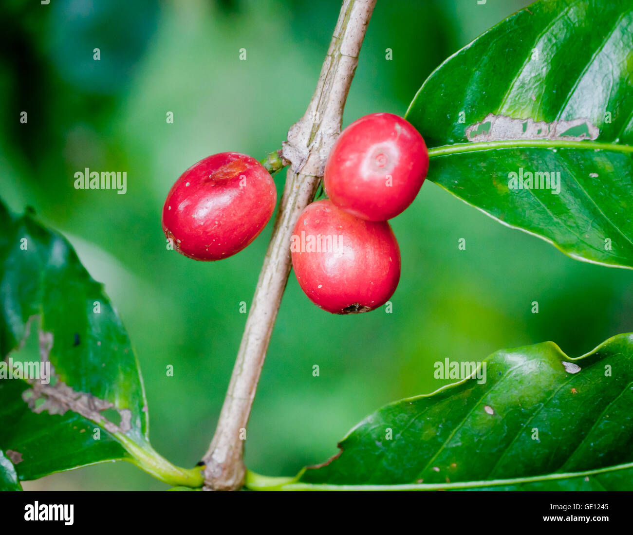 Ripe coffee beans on plant Stock Photo - Alamy