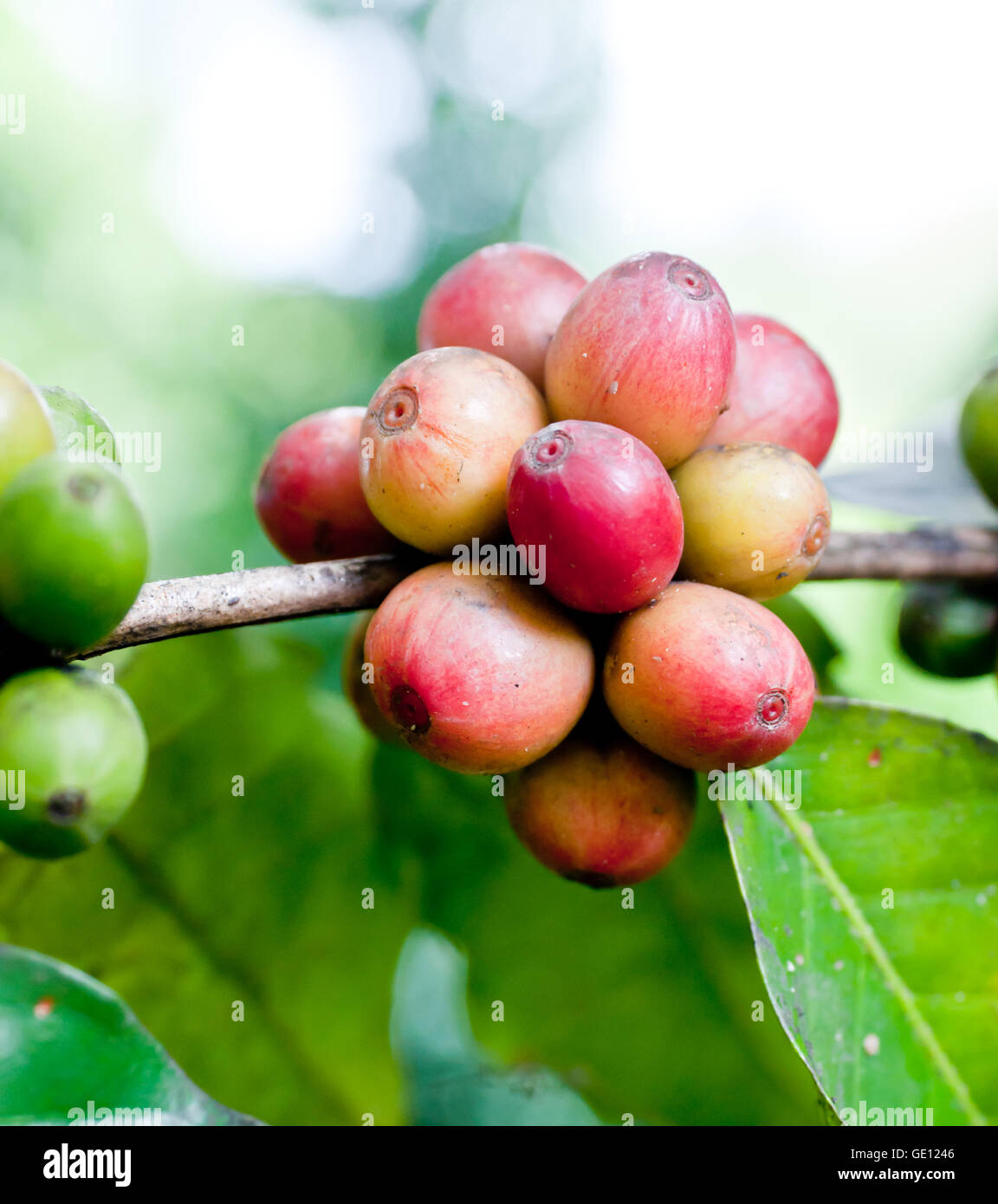 Ripe Coffee Beans High Resolution Stock Photography and Images - Alamy
