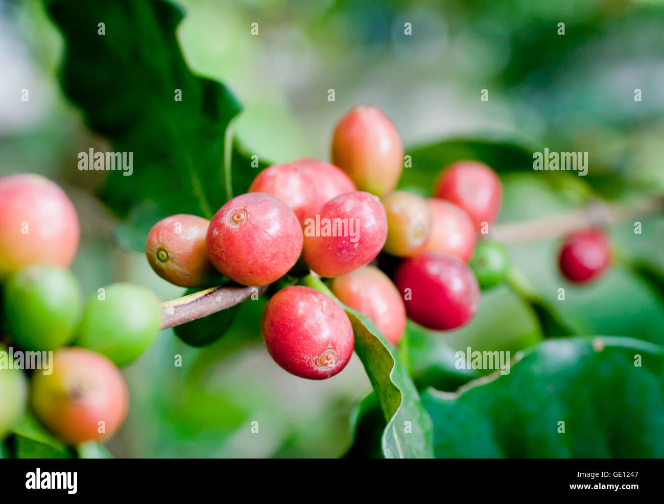 Ripe coffee beans on plant Stock Photo - Alamy