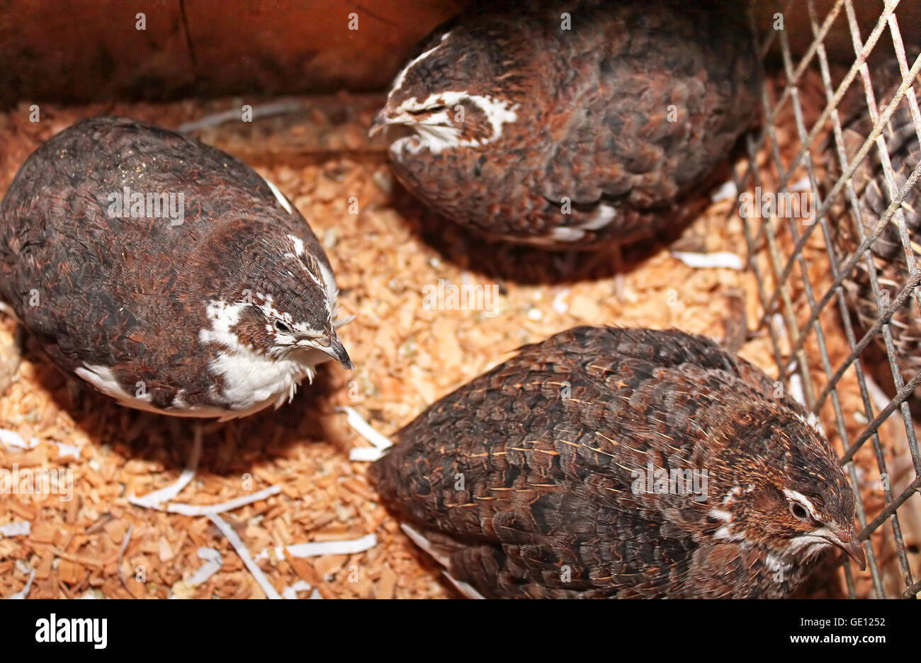 Quail cage hi-res stock photography and images - Alamy