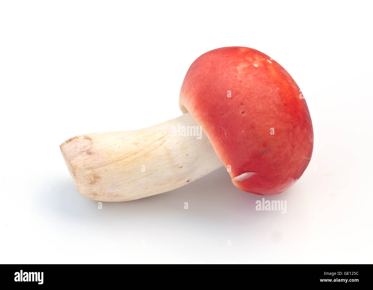 red mushroom on white for food ingredient Stock Photo - Alamy