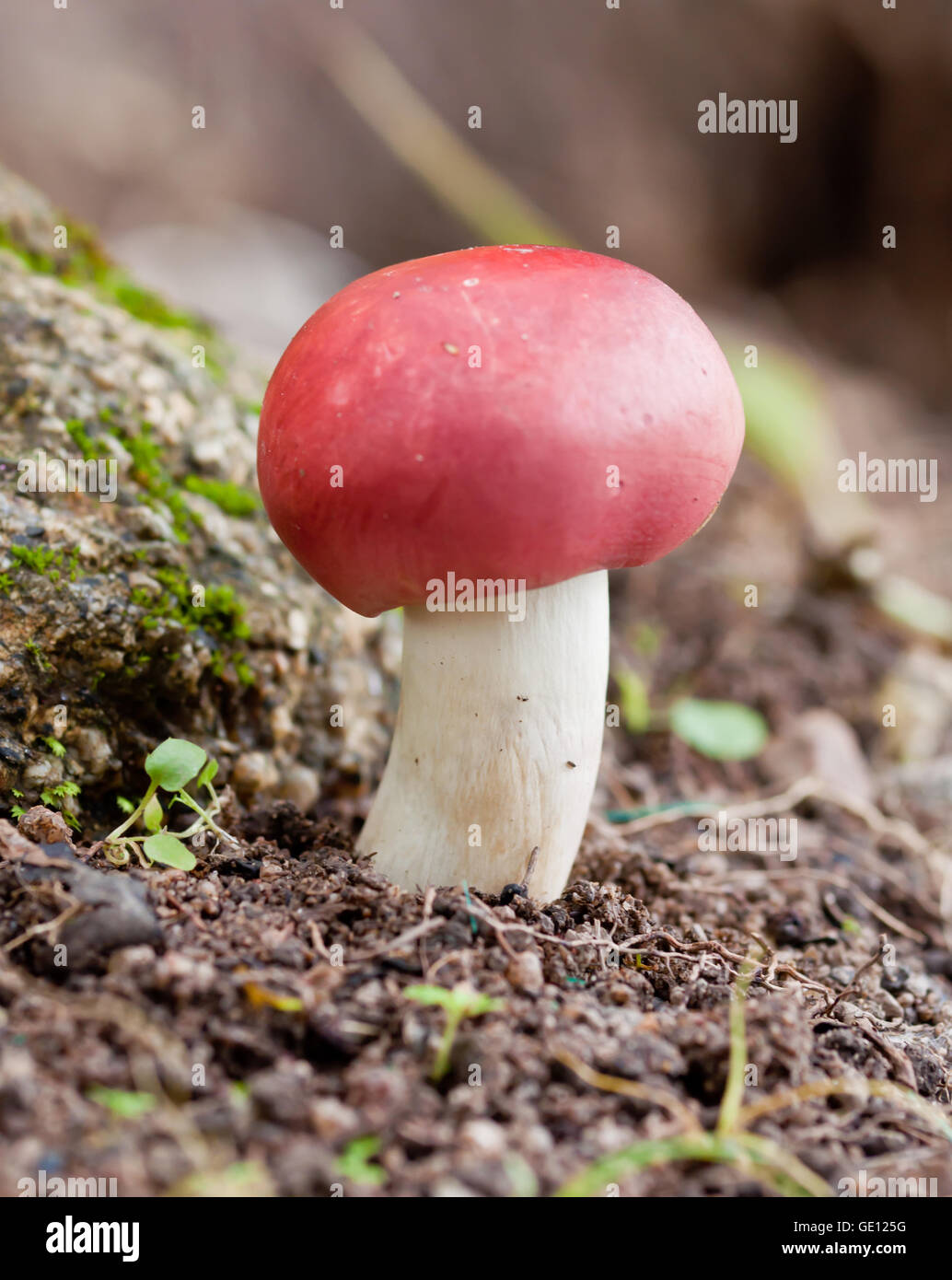 red mushroom at the forest for food ingredient Stock Photo - Alamy