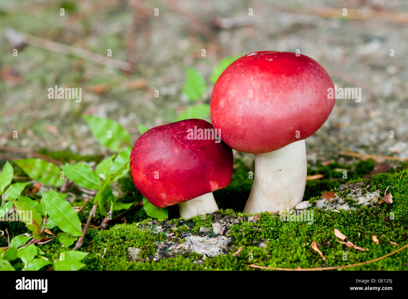 red mushroom at the forest for food ingredient Stock Photo - Alamy