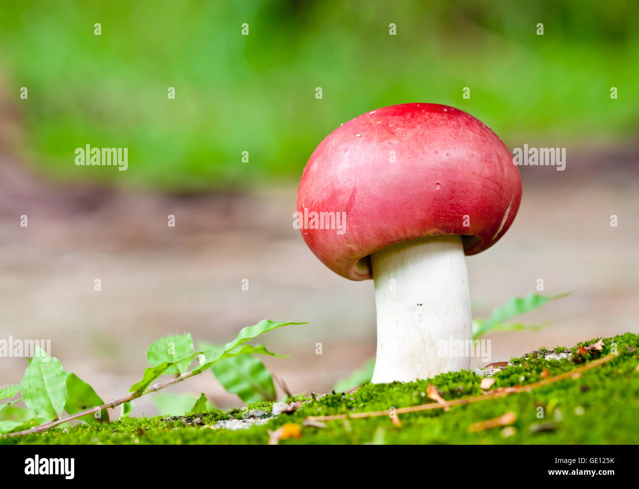 red mushroom at the forest for food ingredient Stock Photo - Alamy
