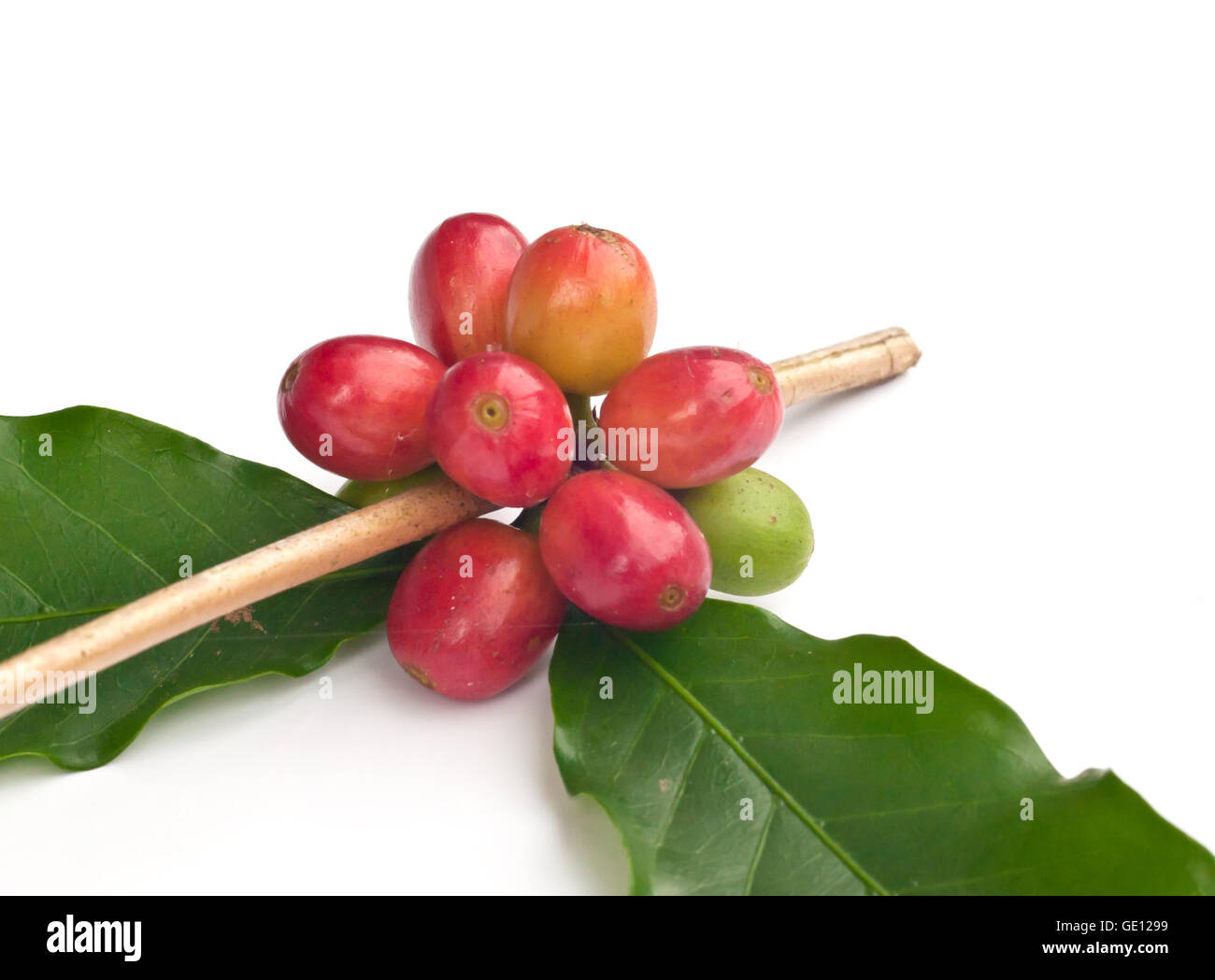 Ripe coffee beans on white background Stock Photo - Alamy